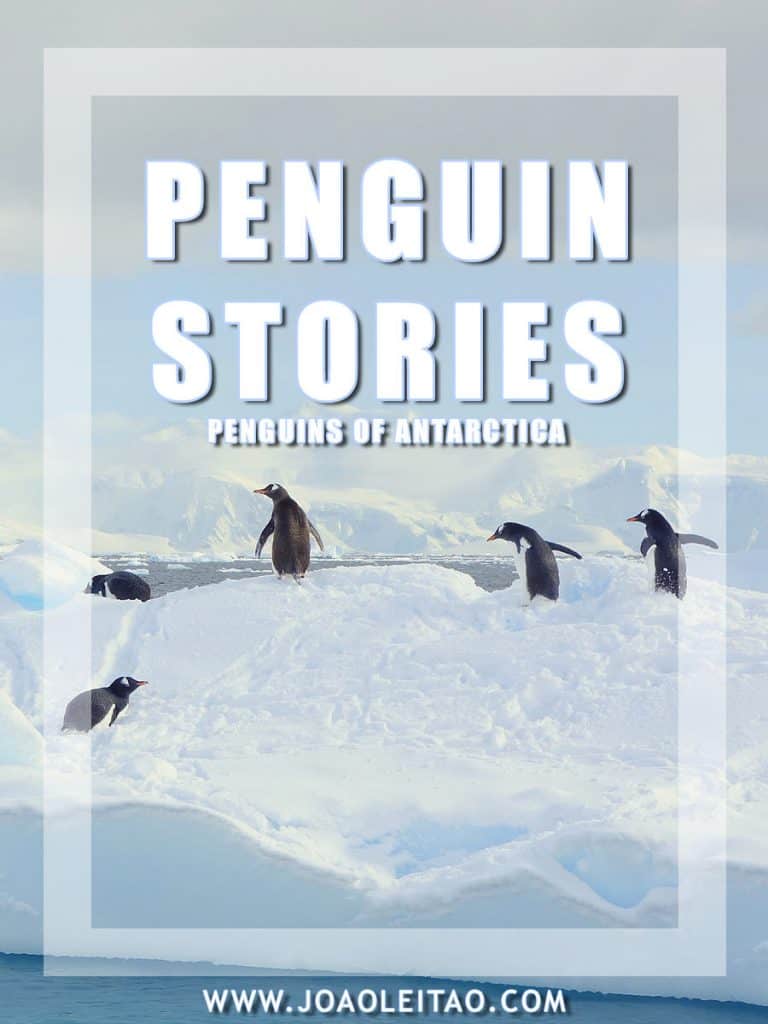 Penguin Stories Of Antarctica - Surviving Petermann Island