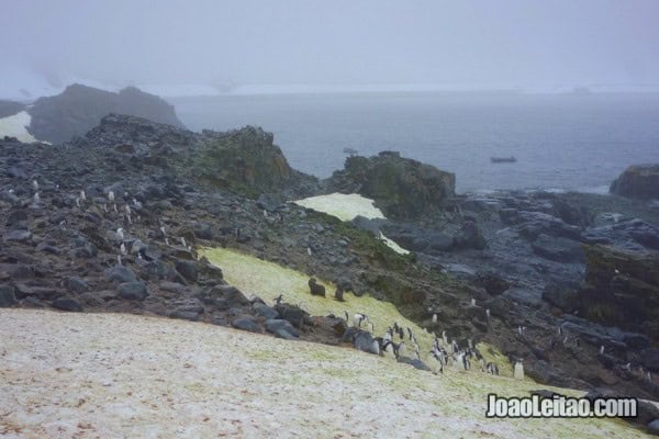 Visit Half Moon Island - #1 Captivating Humid Antarctica